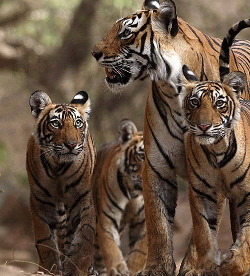 Saving India's Tigers | Satpuda Landscape Partnership