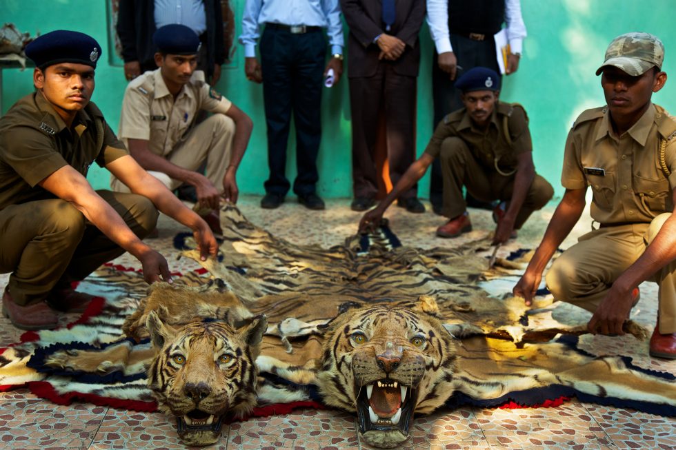 Background - Saving India's Tigers