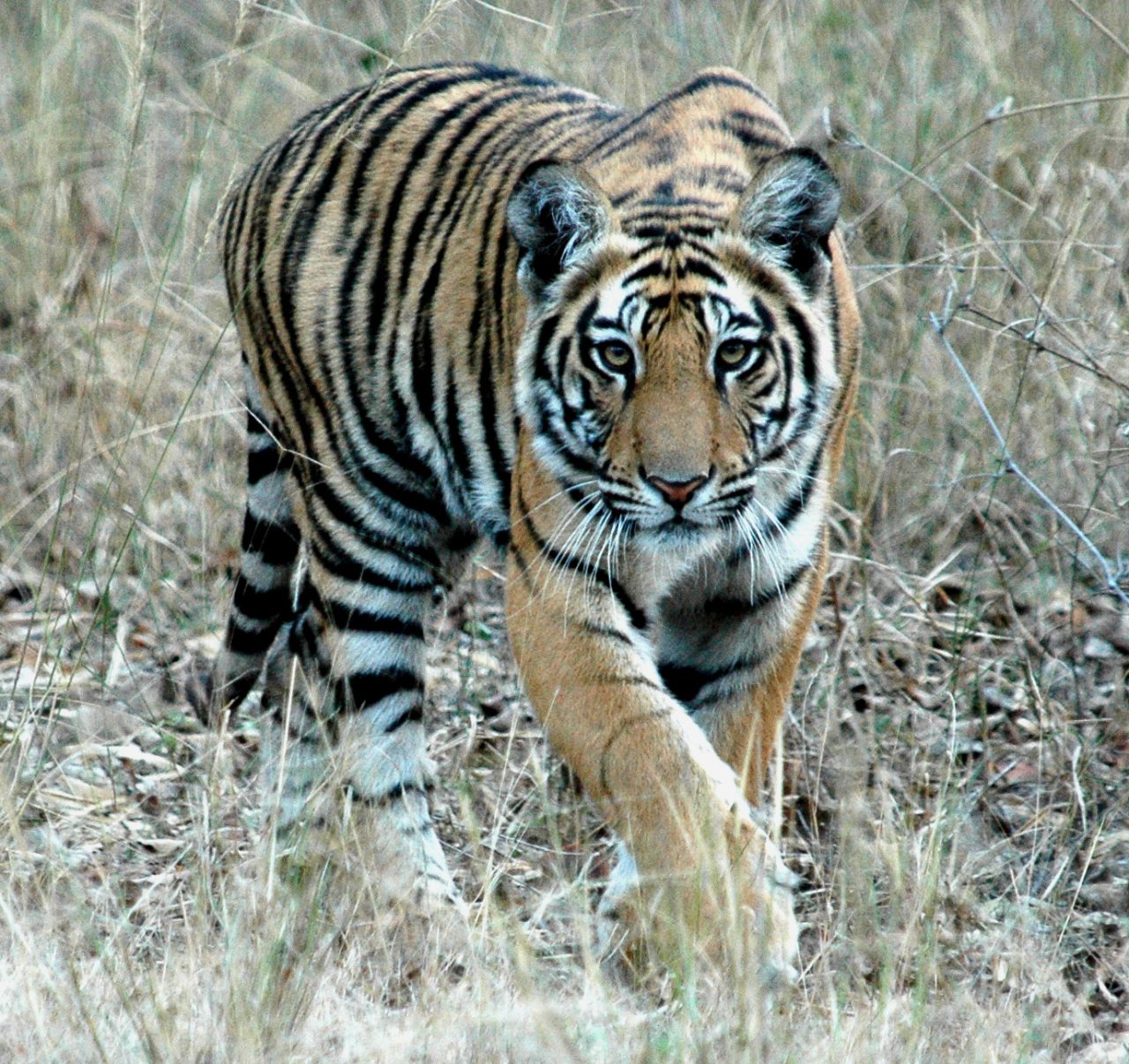 Programme - Saving India's Tigers