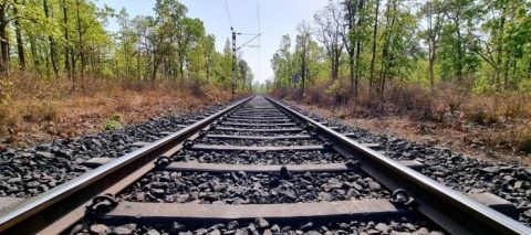 Background - Saving India's Tigers