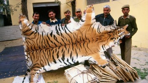 Background - Saving India's Tigers